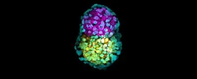 Artificial Mouse Embryo Made in a Laboratory | The Scientist