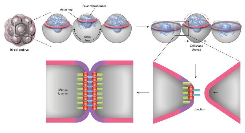 Infographic: Embryonic Zippering | The Scientist
