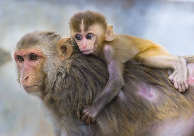 Monkeys Pass on Brain Activity Patterns Linked to Anxiety | The Scientist