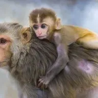 Monkeys Pass on Brain Activity Patterns Linked to Anxiety | The Scientist