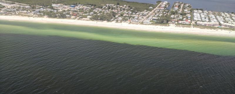 Florida Is Having a 10-Month Streak of Toxic Red Tide | The Scientist