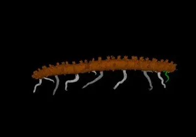 Image of the Day: Velvet Worm | The Scientist