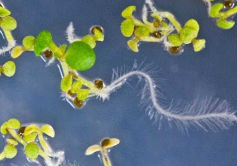 USDA Unveils New Gene-Stacking Tool to Prevent Plant Diseases | The ...