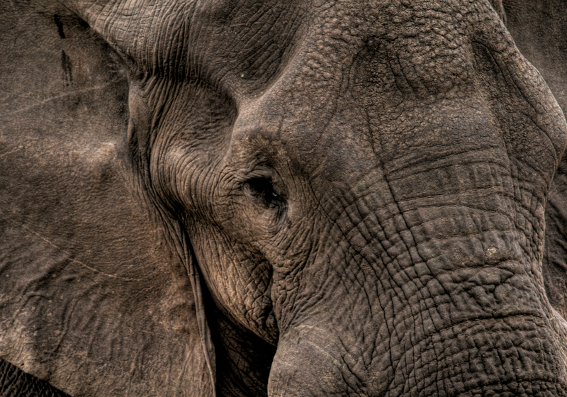 Elephants Revived a “Zombie” Gene that May Fend Off Cancer | The Scientist