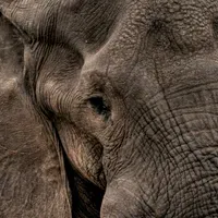Elephants Revived a “Zombie” Gene that May Fend Off Cancer | The Scientist