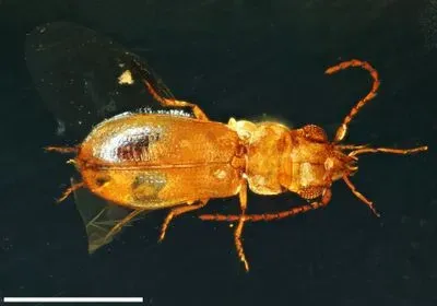 Fossilized Beetle Is Earliest Evidence of Insect Pollinator | The Scientist