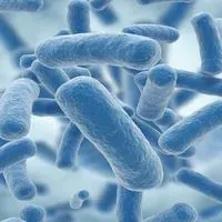 Synthetic Bacteria Help Treat Phenylketonuria in Mice | The Scientist