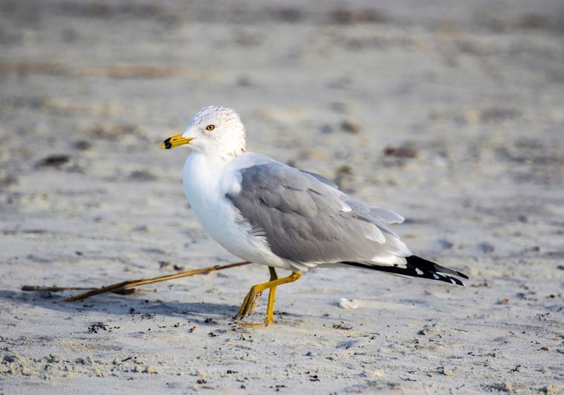 University of Florida Culled 150 Birds to Protect Research Plots | The ...