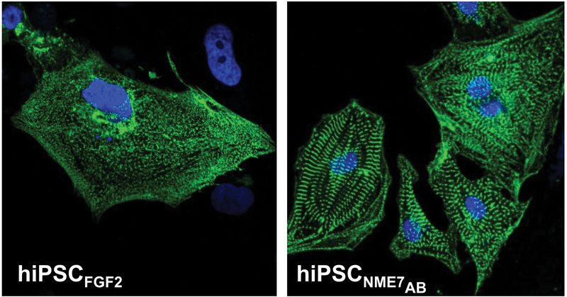 Cell Aggregation | The Scientist