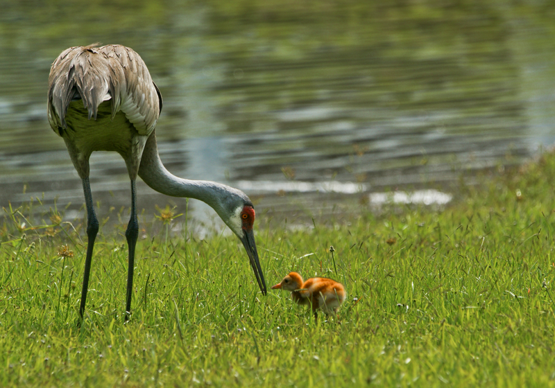 Culling Wildlife for the Sake of Research | The Scientist