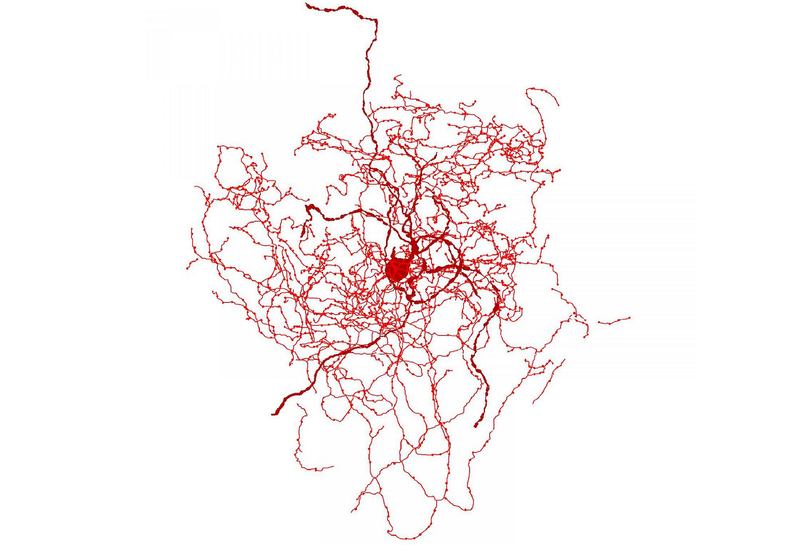 New Cell Type Discovered in Human Brains | The Scientist