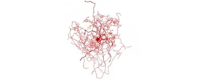 New Cell Type Discovered in Human Brains | The Scientist