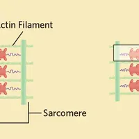 Muscle Tissue | The Scientist
