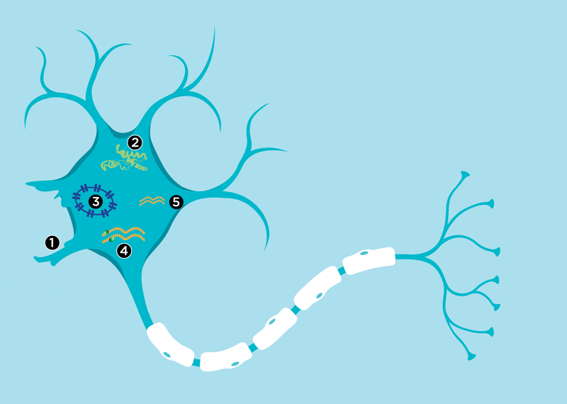 Infographic: Exploring New Therapeutic Targets in ALS | The Scientist