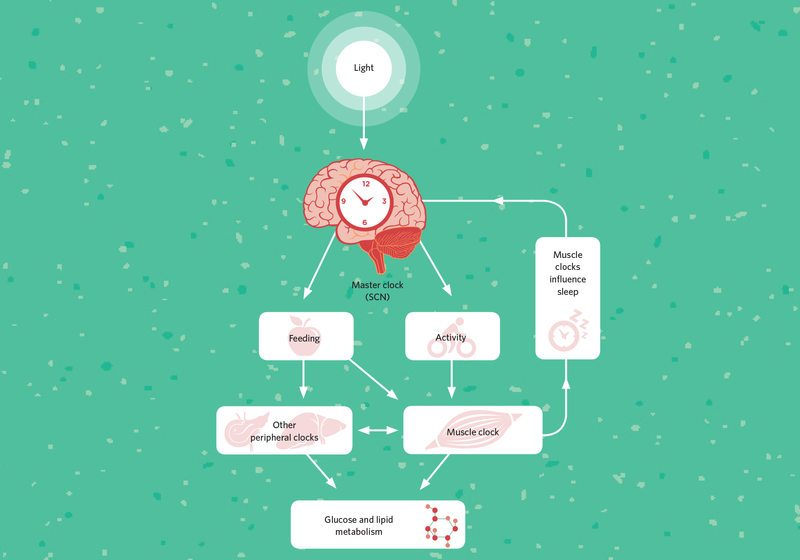 Infographic: The Role of Circadian Clocks in Muscle | The Scientist
