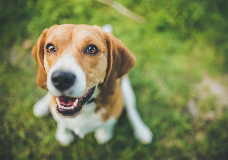 CRISPR Treatment for Duchenne Muscular Dystrophy Helps Dogs | The Scientist