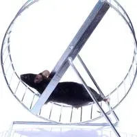 Neurogenesis | The Scientist