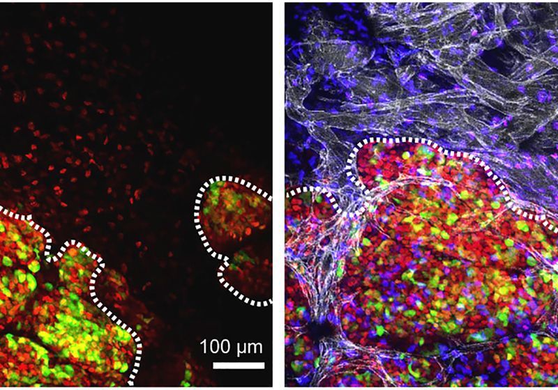 Image of the Day: Switch Gears | The Scientist