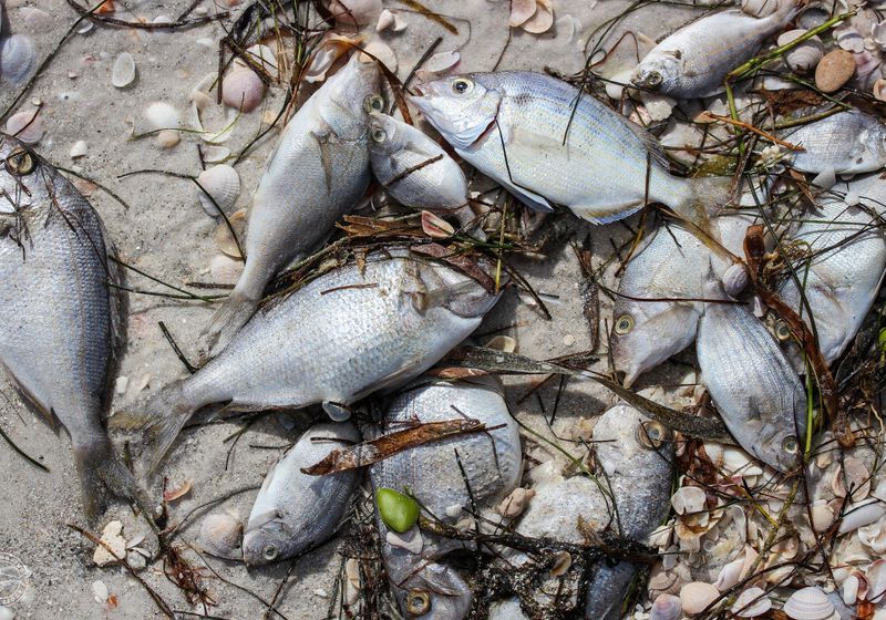 Toxic Red Tide Kills Countless Fish as It Moves Up Florida’s Coast ...