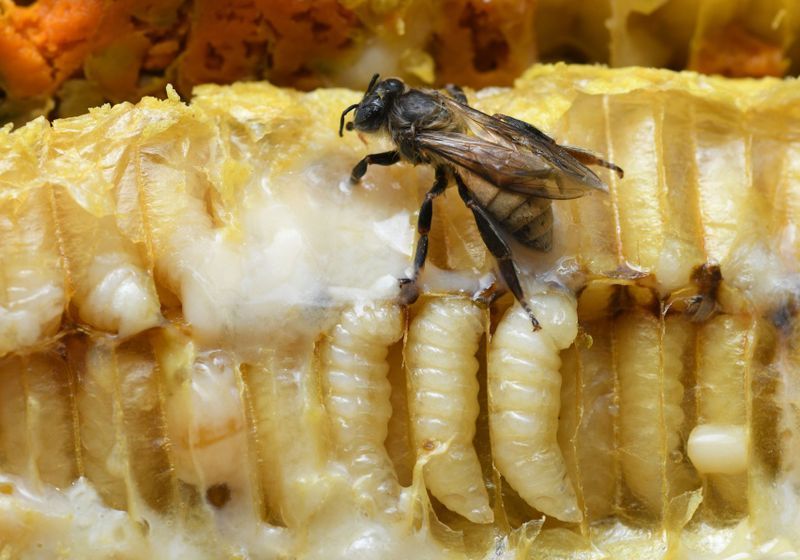 As Bees Specialize, So Does Their DNA Packaging | The Scientist