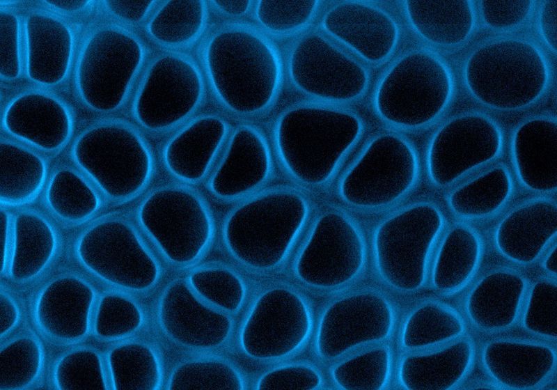 Image of the Day: Seaweed Sequence | The Scientist