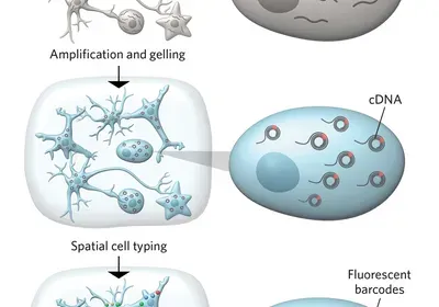 Visualizing Gene Expression in Individual Cells in Thick Tissues | The ...
