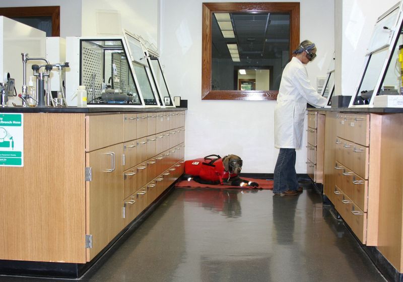 The Challenges of Bringing Service Dogs into the Lab | The Scientist