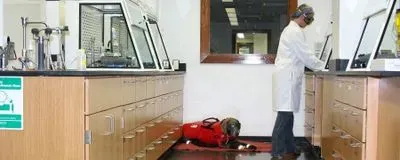 The Challenges of Bringing Service Dogs into the Lab | The Scientist