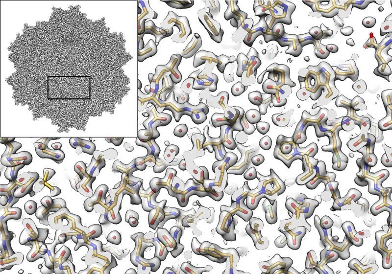 Image of the Day: Viral Vision | The Scientist