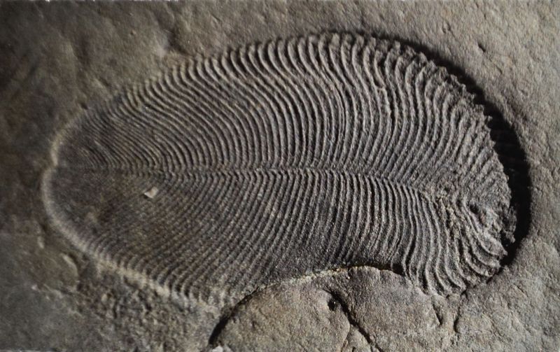 Fossilized Lipids Confirm Dickinsonia as One of the Earliest Animals ...