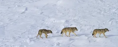 Save the Wolves, Control the Moose | The Scientist