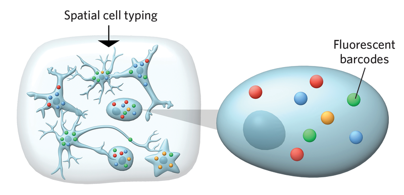 Infographic: Visualizing Gene Expression | The Scientist
