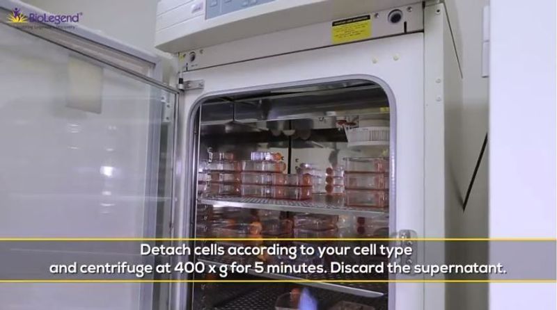 BioLegend: Immunocytochemistry Protocol Step by Step | The Scientist