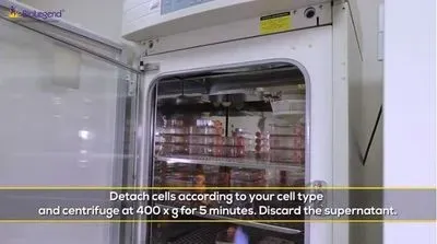 BioLegend: Immunocytochemistry Protocol Step by Step | The Scientist