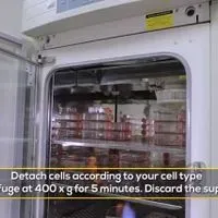 BioLegend: Immunocytochemistry Protocol Step by Step | The Scientist