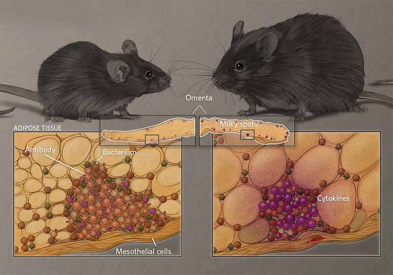Infographic: The Omentum’s Role in Health and Disease | The Scientist