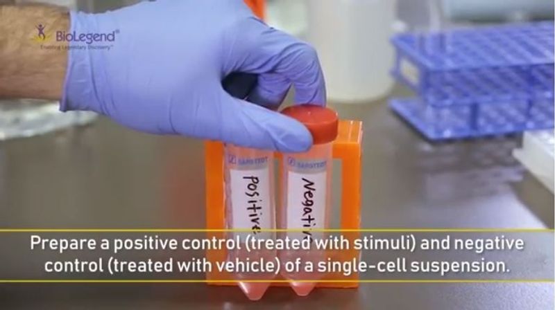 BioLegend: Intracellular Phospho Staining Protocol for Flow Cytometry ...