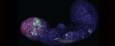 Mouse Stem Cells Made to Form Embryo-Like Structures | The Scientist