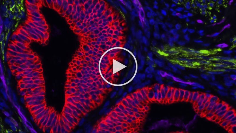 Vector Laboratories: Immunofluorescence has a Bright Future with ...
