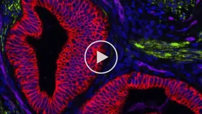 Vector Laboratories: Immunofluorescence has a Bright Future with ...