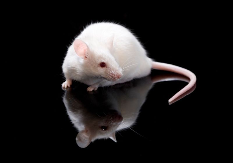 CRISPR Editing Heads Off Disease in Mouse Livers | The Scientist