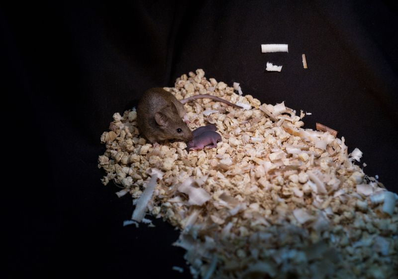 First Mouse Embryos Made from Two Fathers | The Scientist