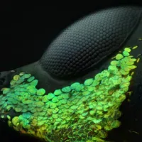 Nikon Small World Competition | The Scientist