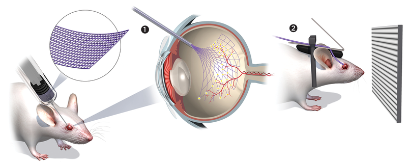 Infographic: Behind Mouse Eyes | The Scientist