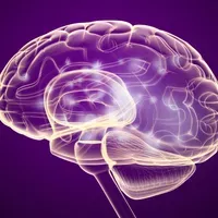 Self-Control Center in the Brain Linked to Weight Loss | The Scientist