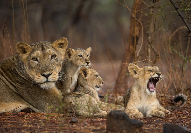 Canine Virus, Parasites Kill 24 Endangered Lions in India | The Scientist