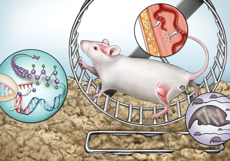 Infographic: Exercise’s Effects on the Brain | The Scientist