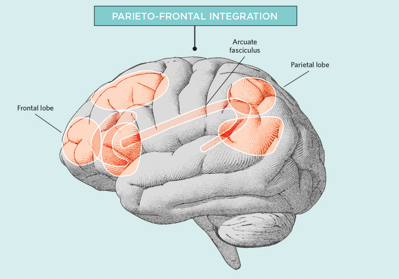 Infographic: What Makes a Brain Smart? | The Scientist