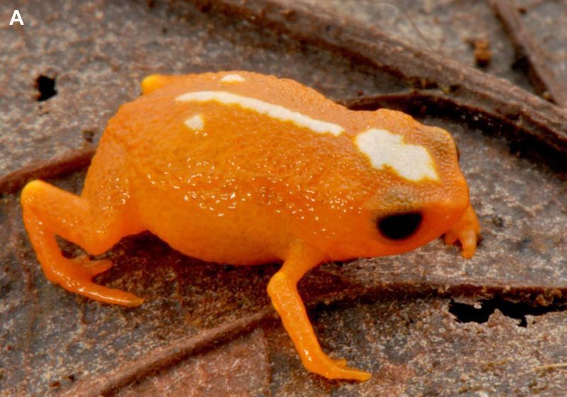 Image of the Day: New Tiny Frog | The Scientist