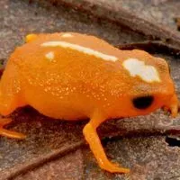 Frogs | The Scientist